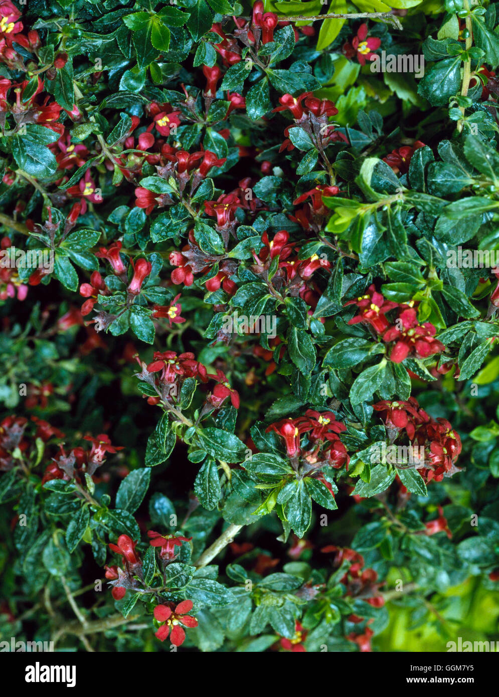 Anjou rouge ou starkrimson Banque de photographies et d’images à haute ...
