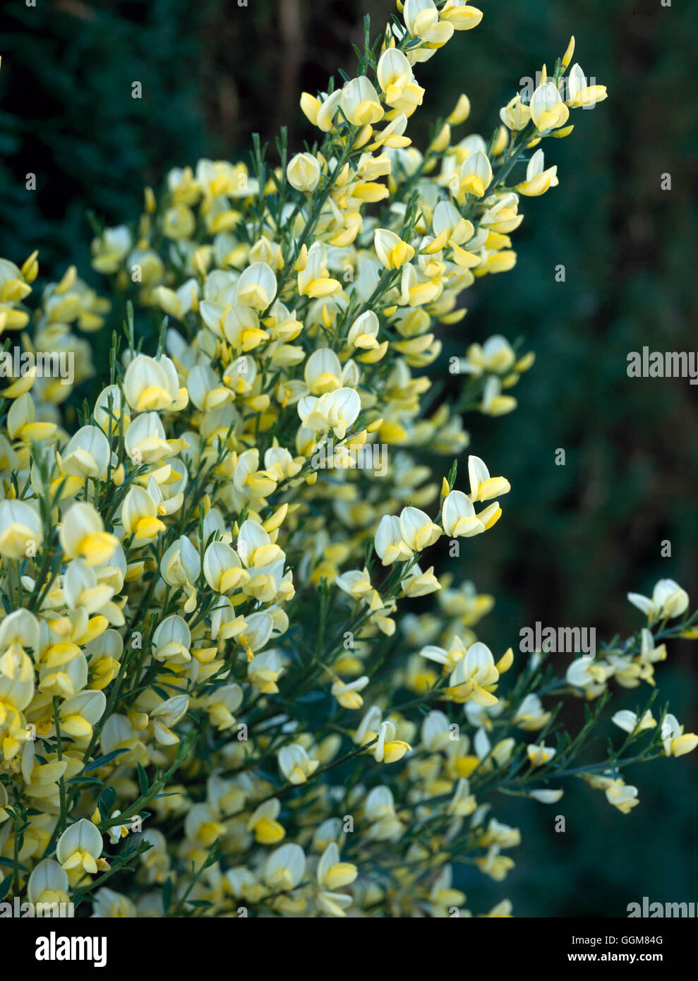 Cytisus praecox Banque de photographies et d’images à haute résolution ...