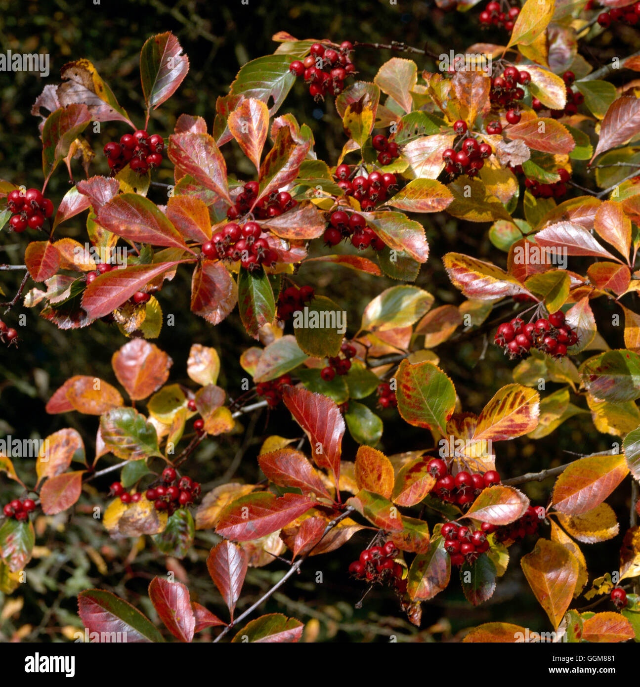 Crataegus crataegus prunifolia splendens Banque de photographies et d ...
