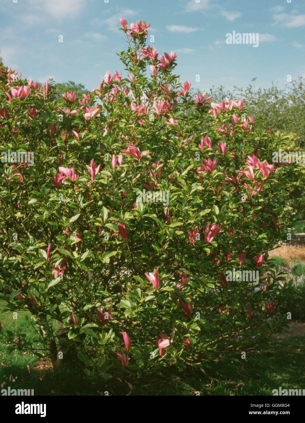 Magnolia susan Banque de photographies et d’images à haute résolution ...