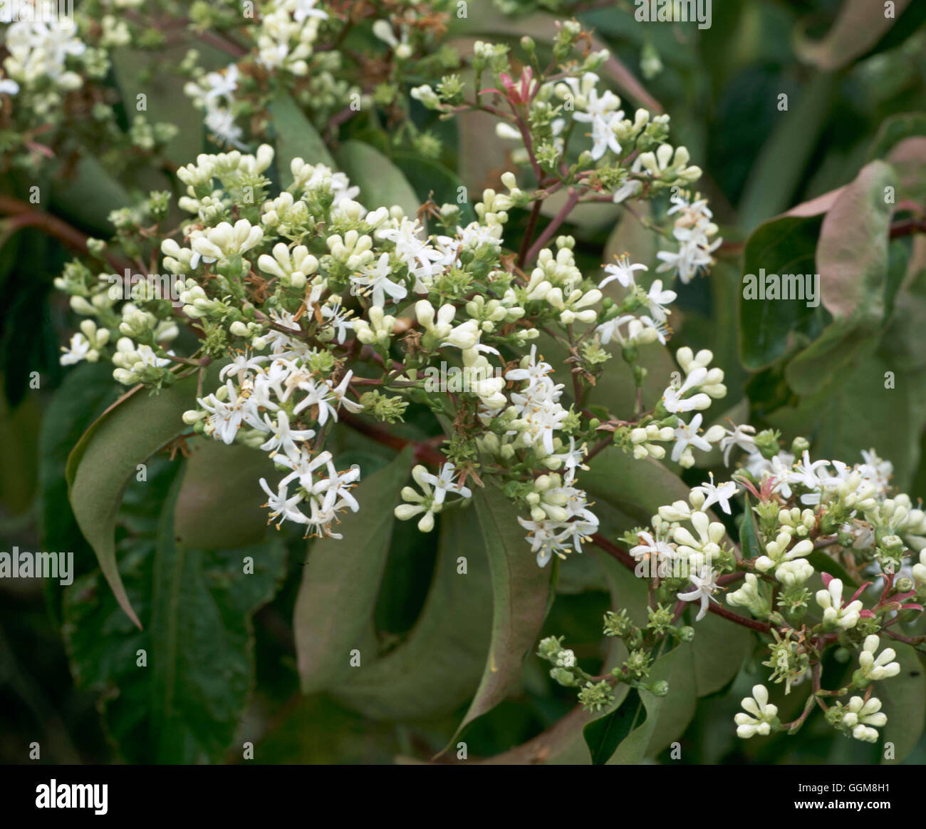 Heptacodium miconioides syn Banque de photographies et d’images à haute ...