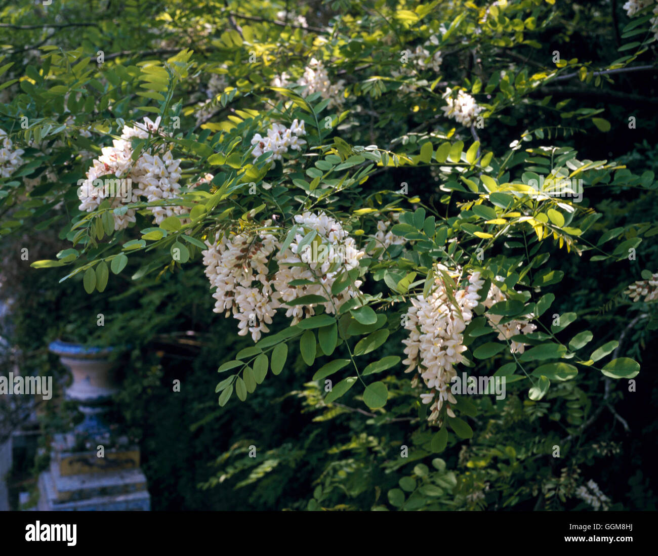 Robinia robinia pseudoacacia Banque de photographies et d’images à ...