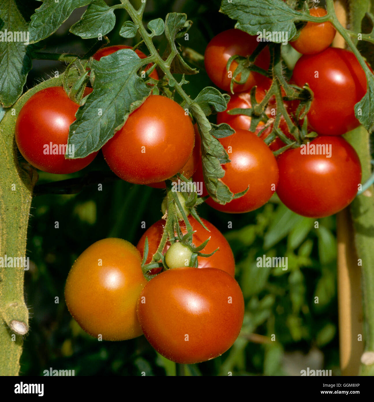 Alicante tomato Banque de photographies et d’images à haute résolution ...