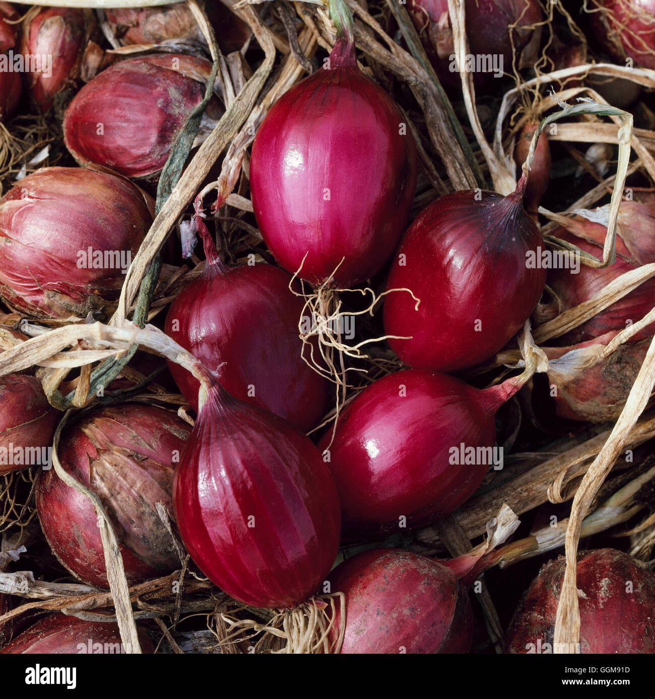 Oignon ou oignon sauvage Banque de photographies et d’images à haute ...