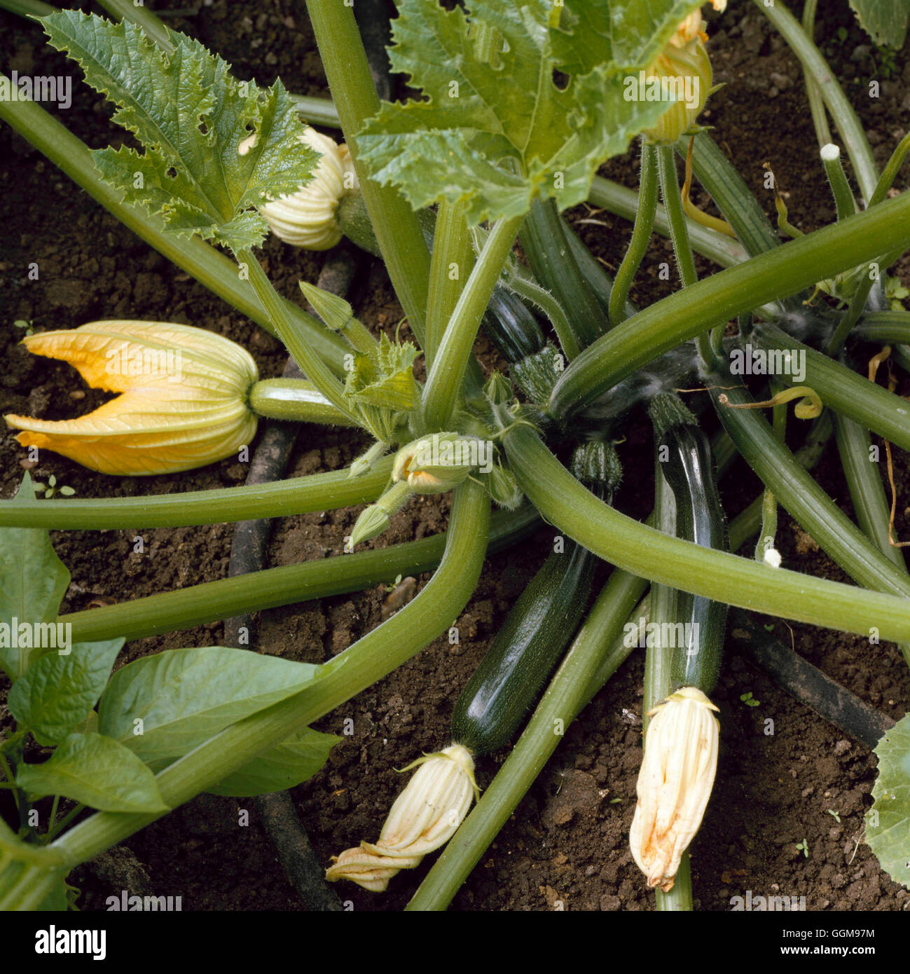 La courgette Banque de photographies et d’images à haute résolution - Alamy