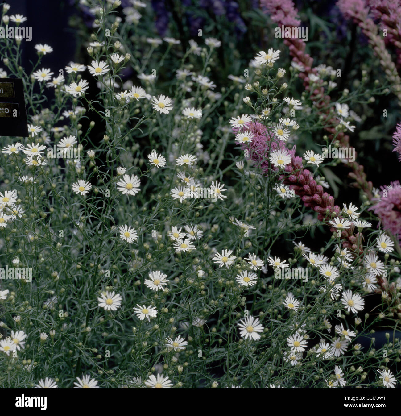 Aster pilosus Banque de photographies et d’images à haute résolution ...