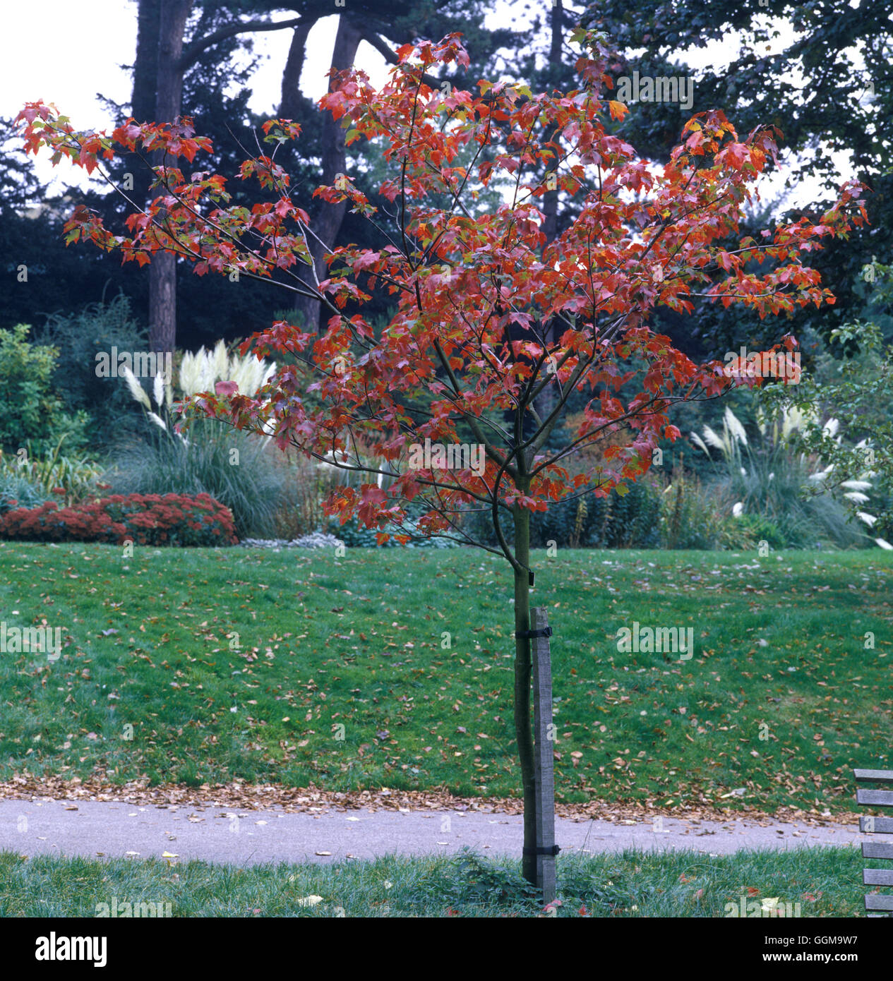Acer rubrum schlesingeri Banque de photographies et d’images à haute ...