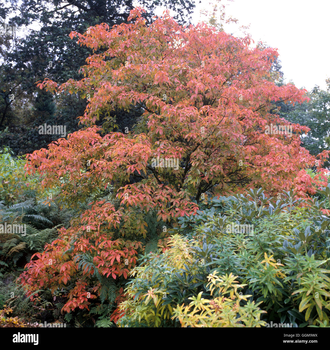 Acer triflorum Banque de photographies et d’images à haute résolution ...