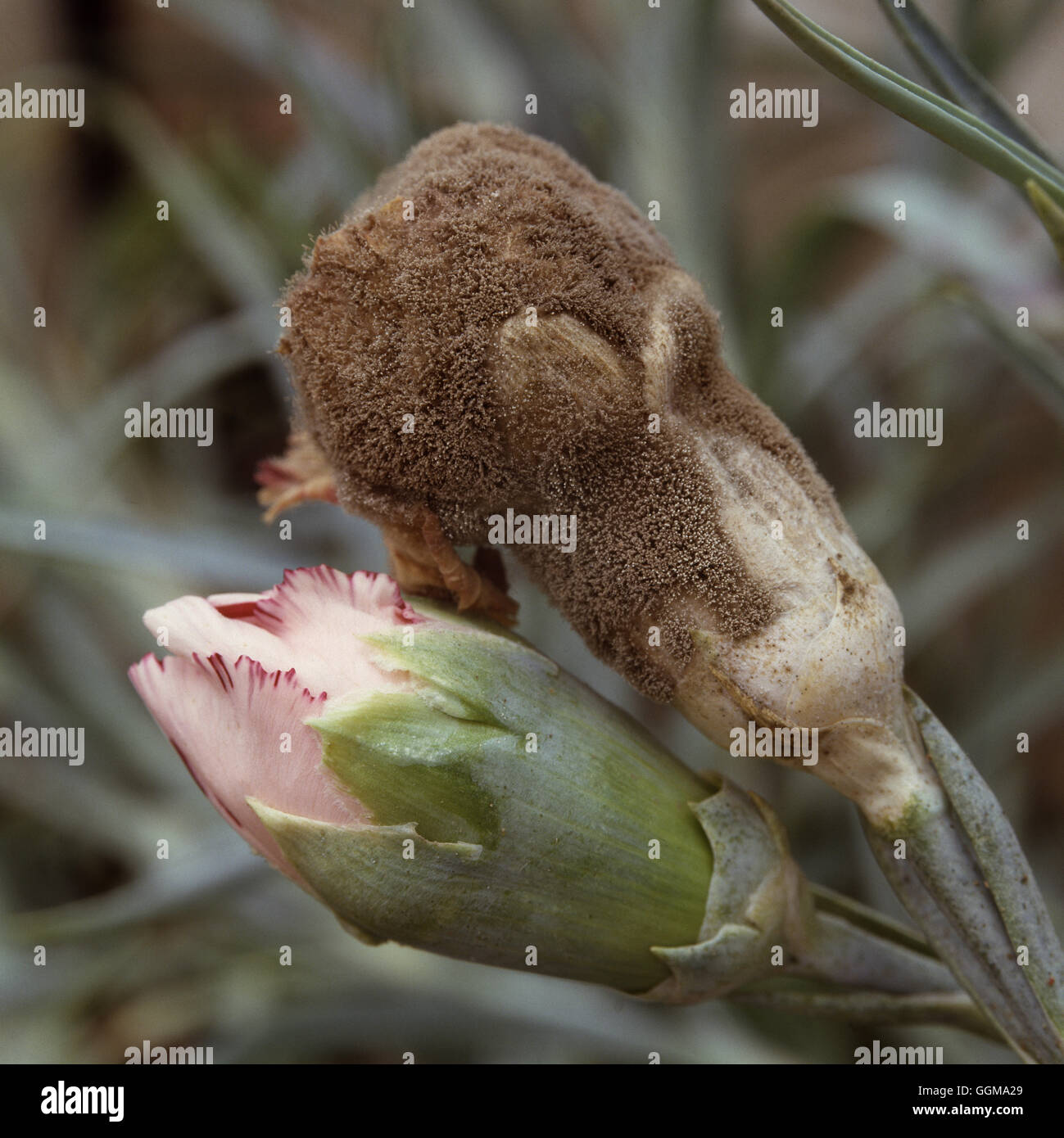 Botrytis cinerea botrytis cinerea Banque de photographies et d’images à ...