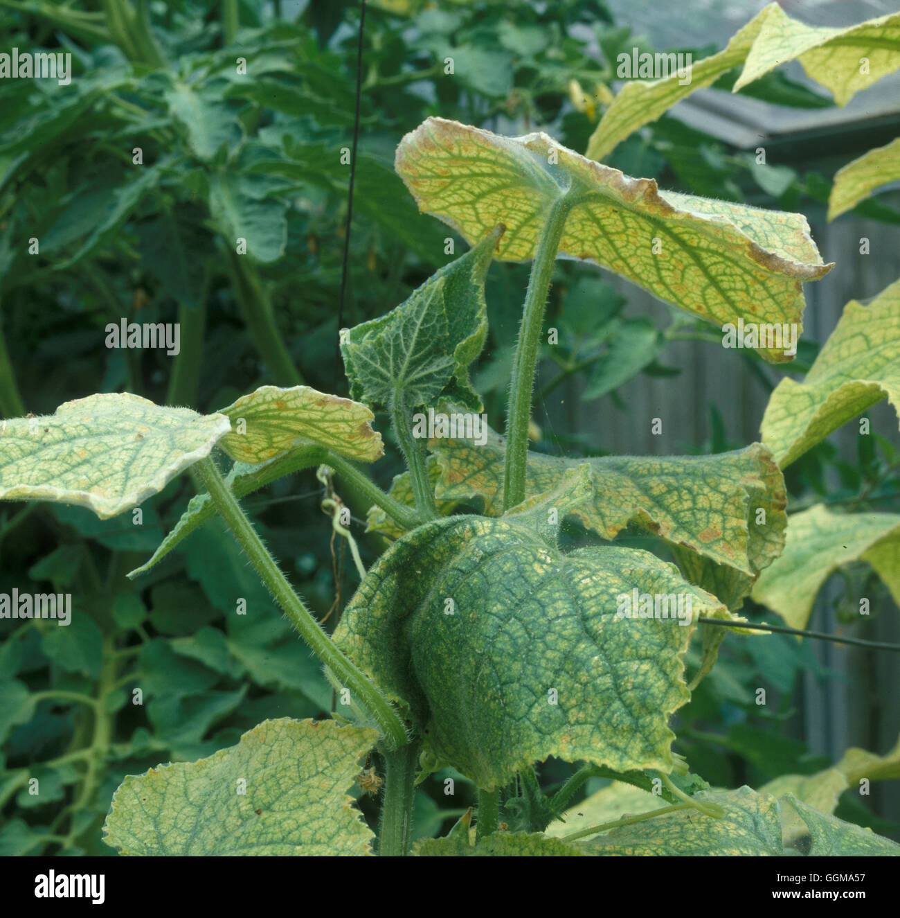 Tétranyque rouge sur le concombre (Tetranychus urticae Photo Stock - Alamy