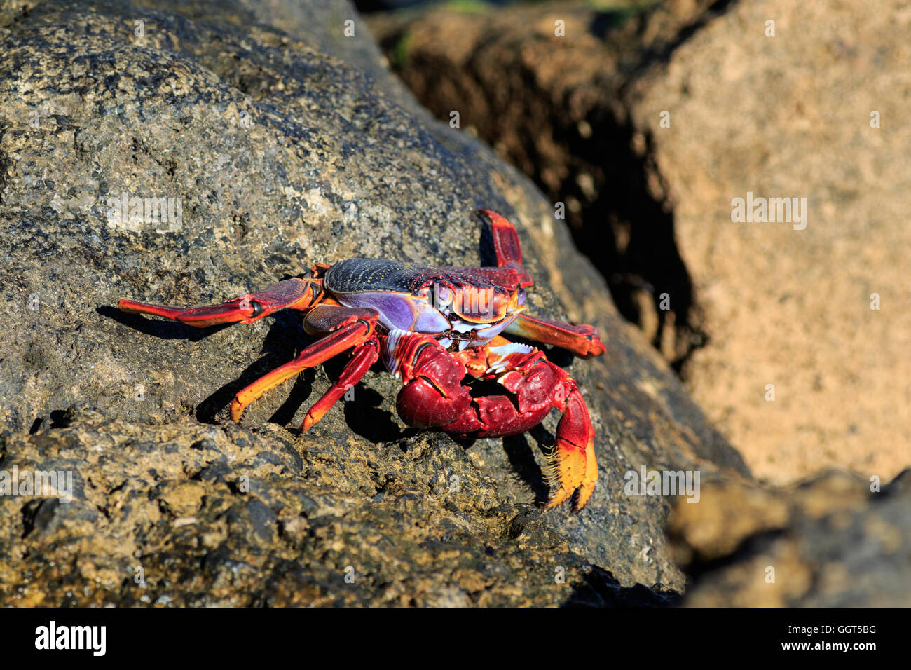 Crabe sur un rocher Banque de photographies et d’images à haute ...
