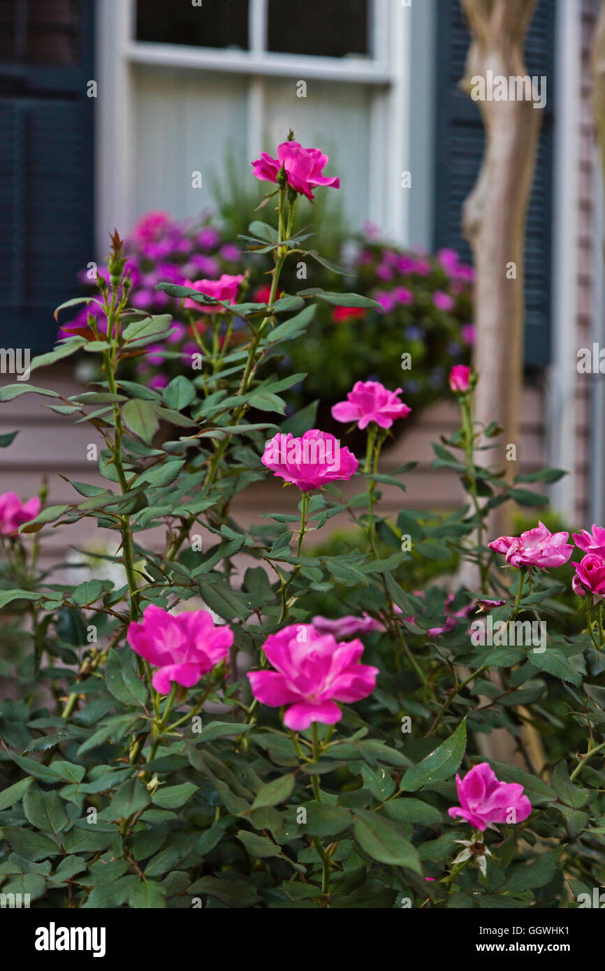 Charleston rose Banque de photographies et d’images à haute résolution ...