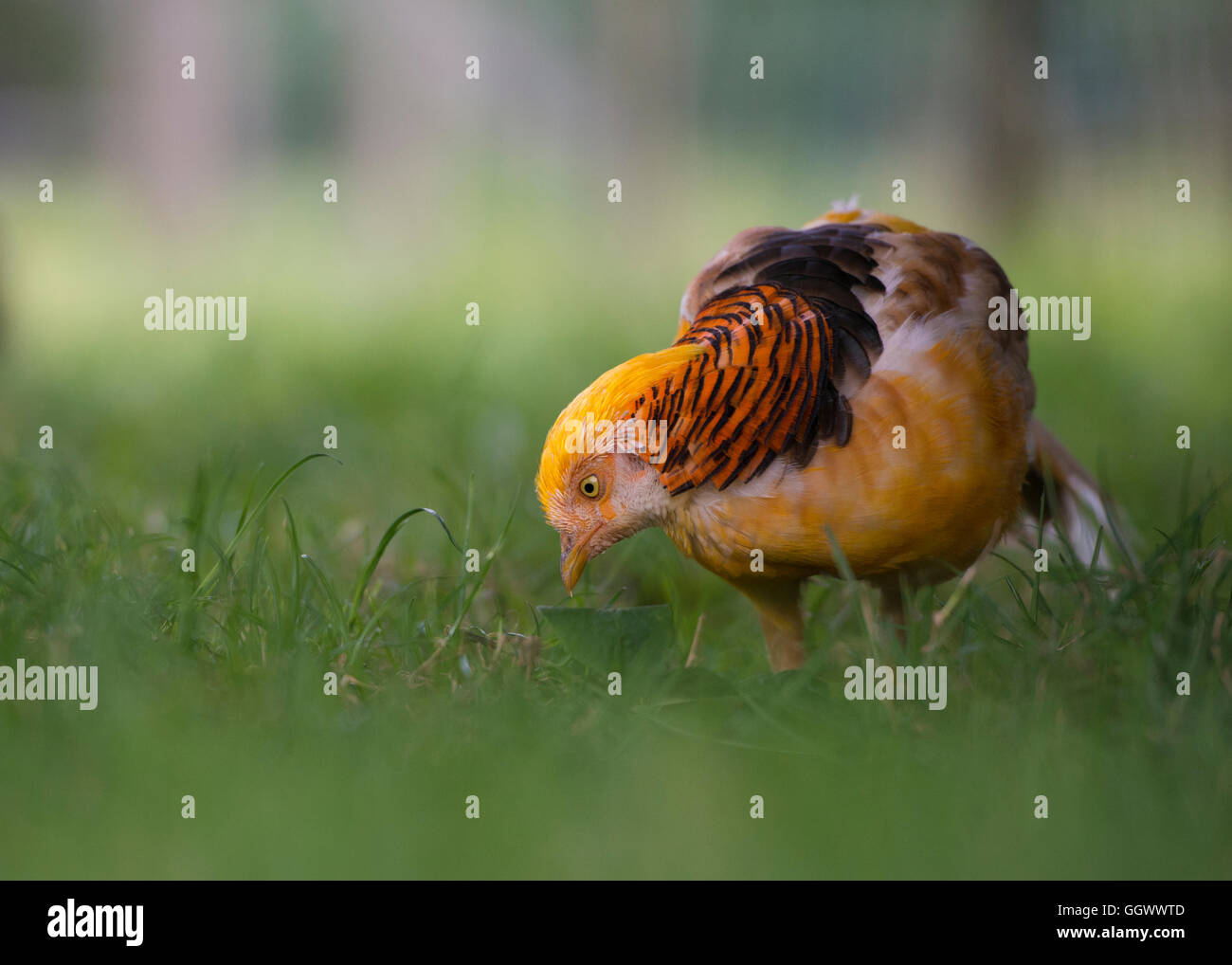 Faisan doré Banque de photographies et d’images à haute résolution - Alamy