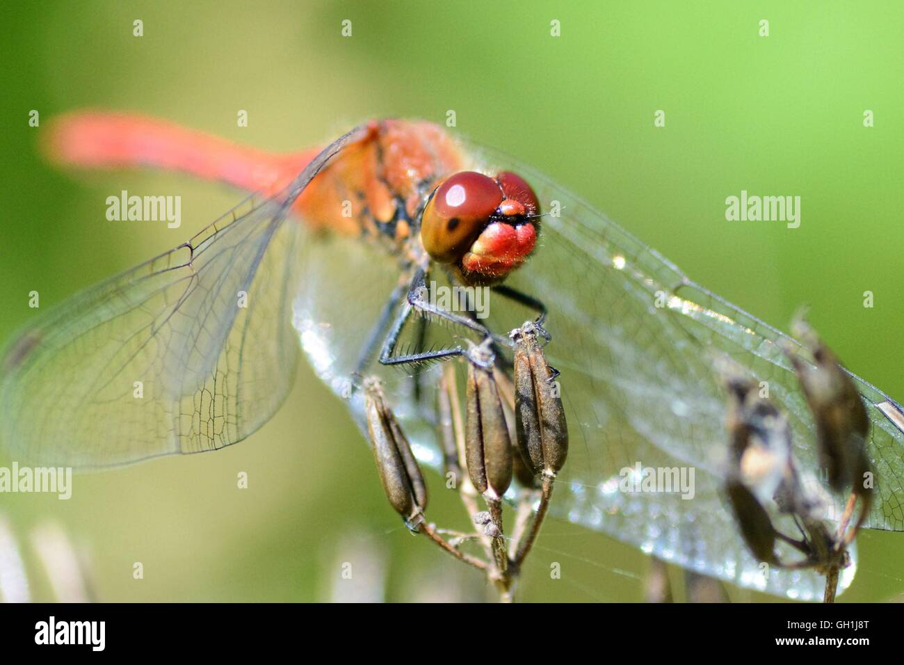 Libellules ailes transparentes Banque de photographies et d’images à ...