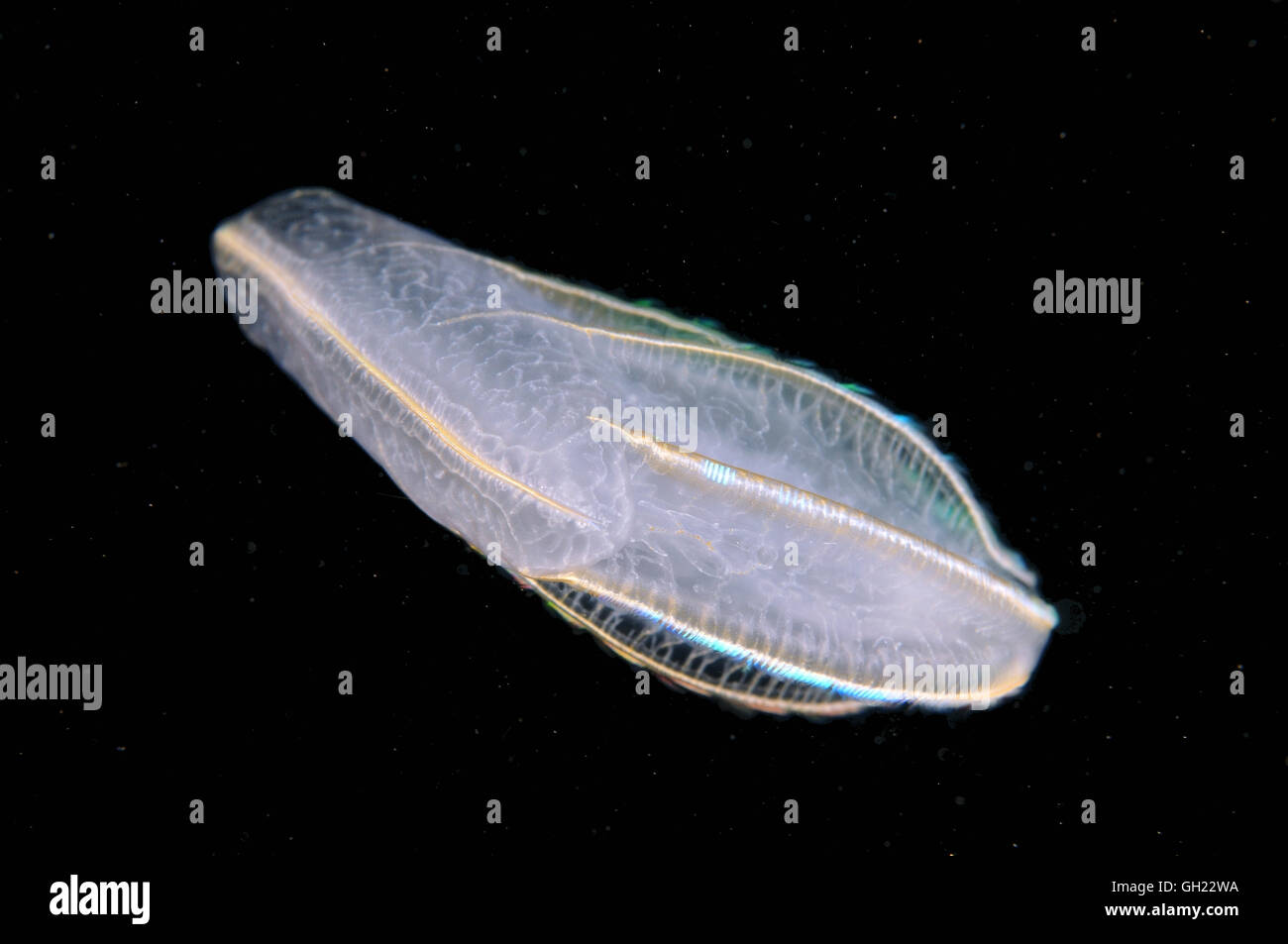 Beroe gracilis Banque de photographies et d’images à haute résolution ...