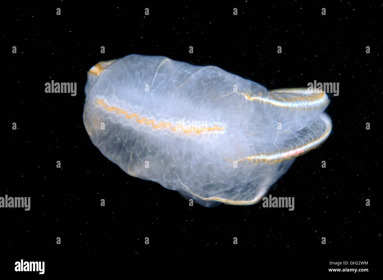 Beroe gracilis Banque de photographies et d’images à haute résolution ...