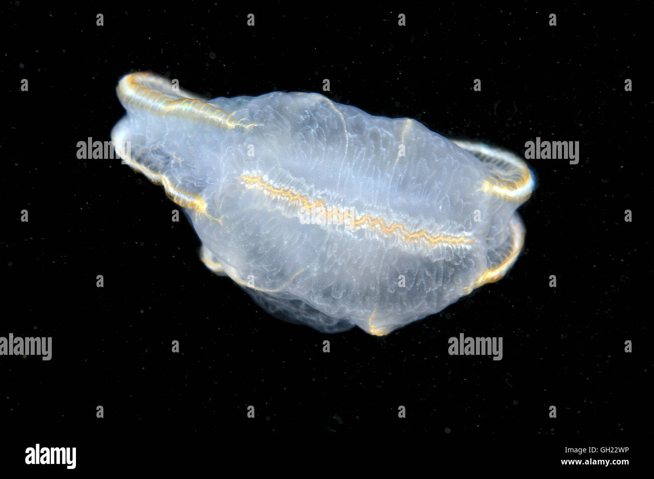 Beroe gracilis Banque de photographies et d’images à haute résolution ...