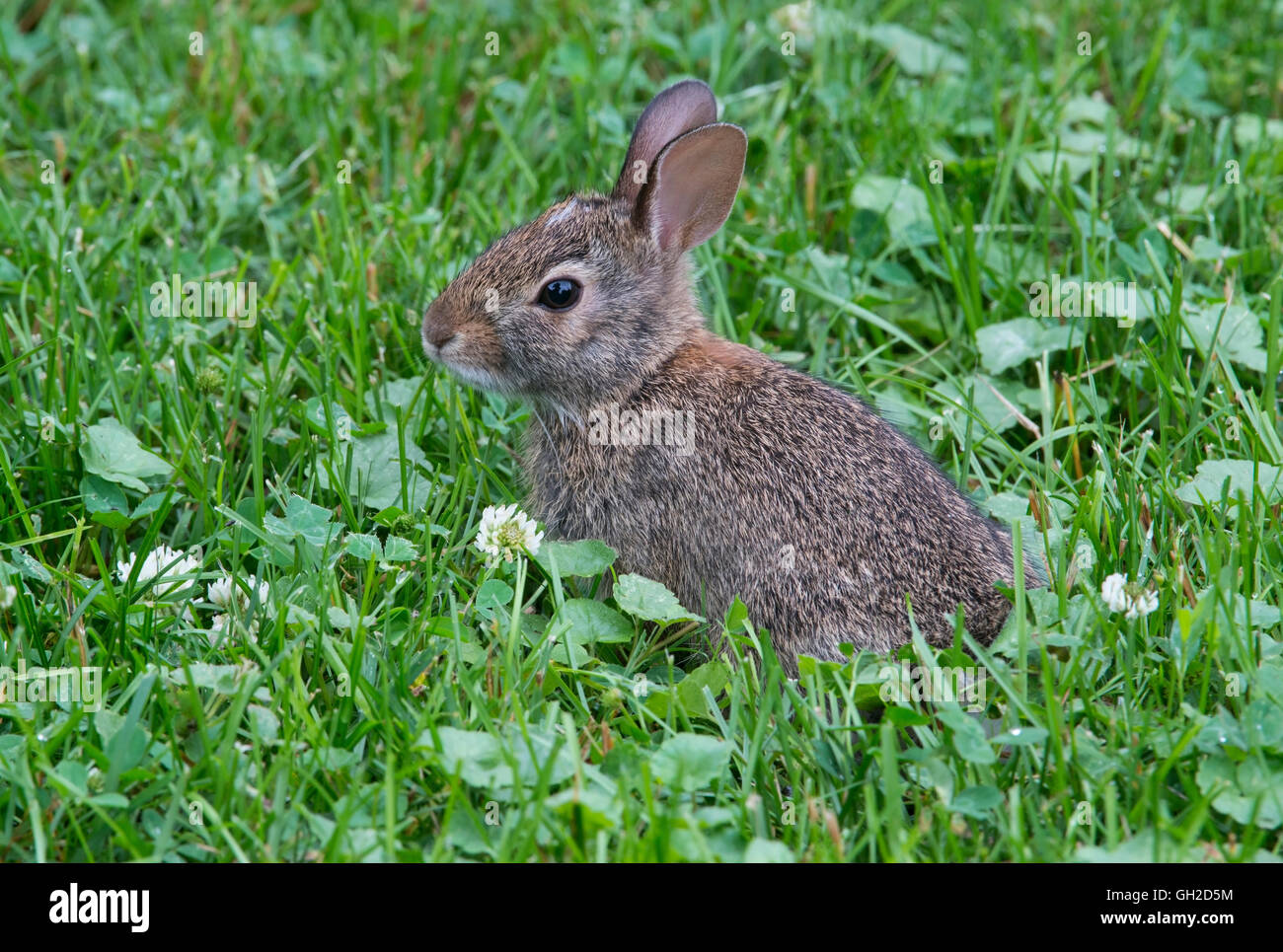Lapin mangeant de l'herbe Banque de photographies et d’images à haute ...