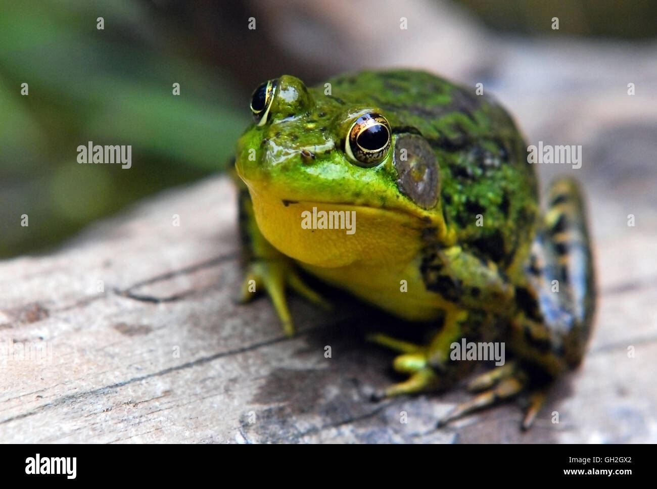 Green frogs Banque de photographies et d’images à haute résolution - Alamy