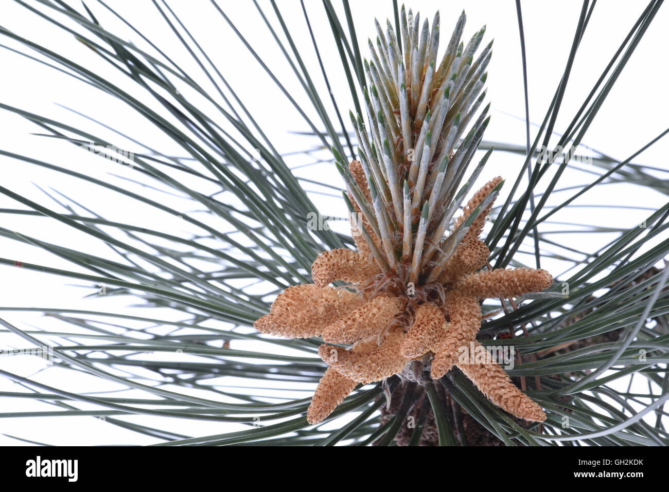 Fleurs de pin Banque de photographies et d’images à haute résolution ...