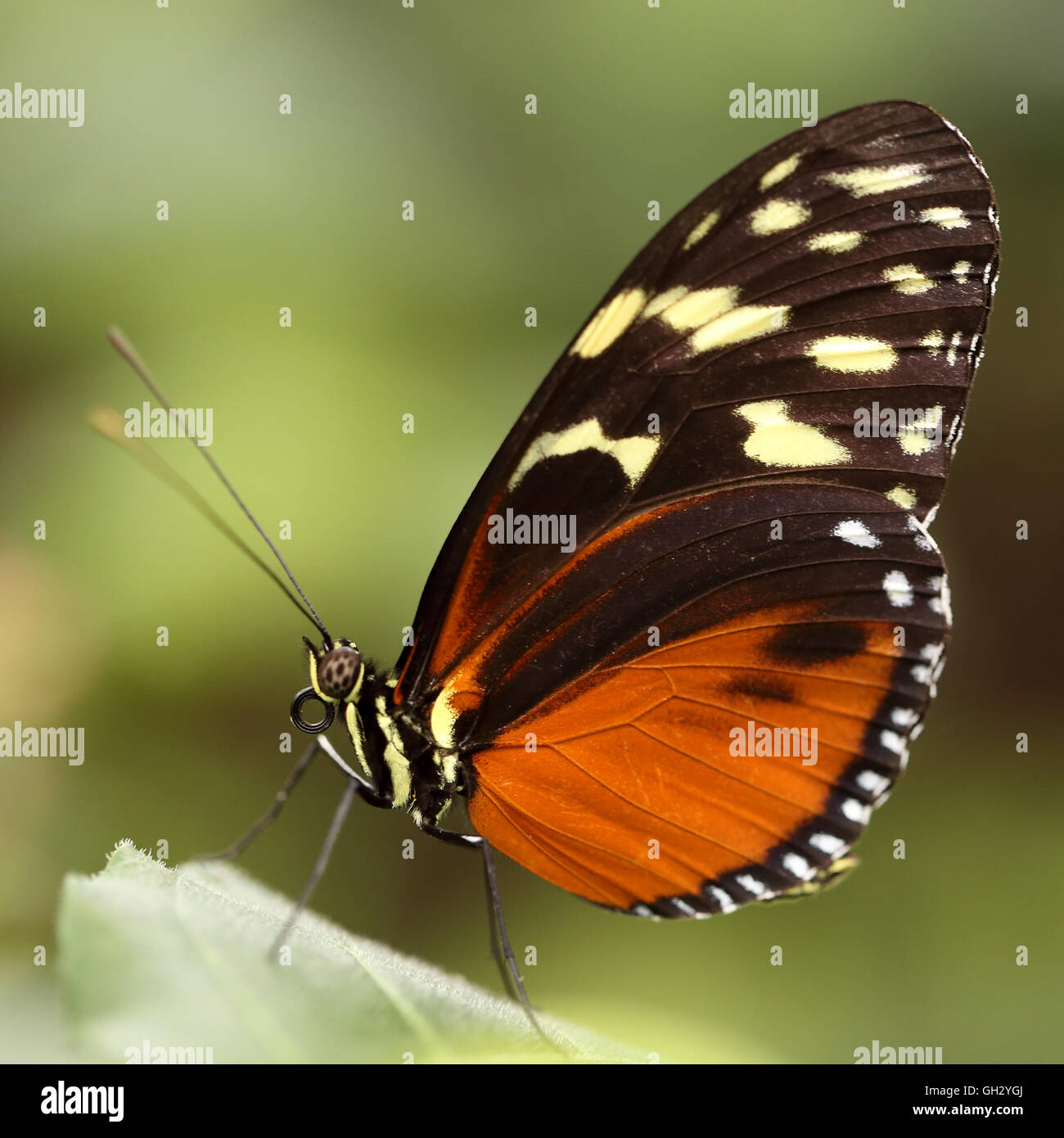 Eueides isabella, ou le tigre de l'Isabelle, un papillon de l'Amérique ...