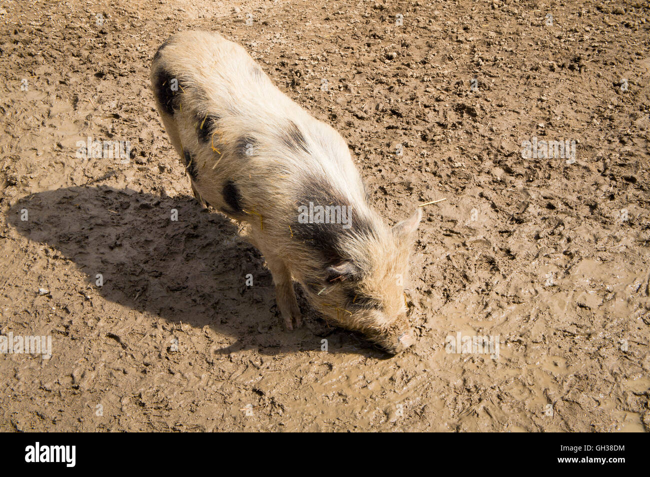 Goettingen minipig Banque de photographies et d’images à haute ...