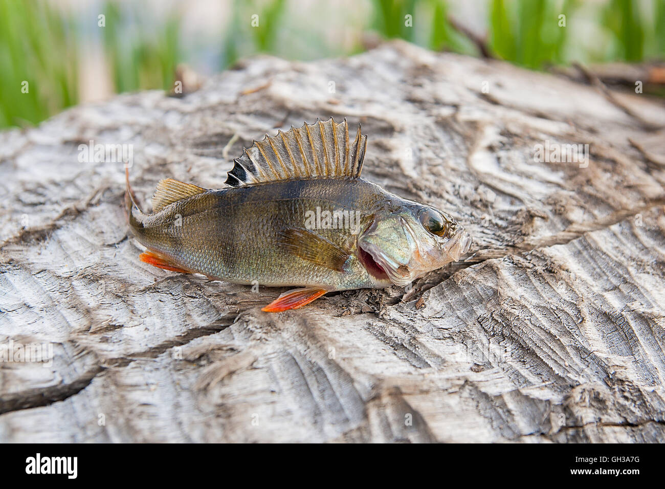 Poissons La perche qui vient d'être prise à partir de l'eau sur fond ...