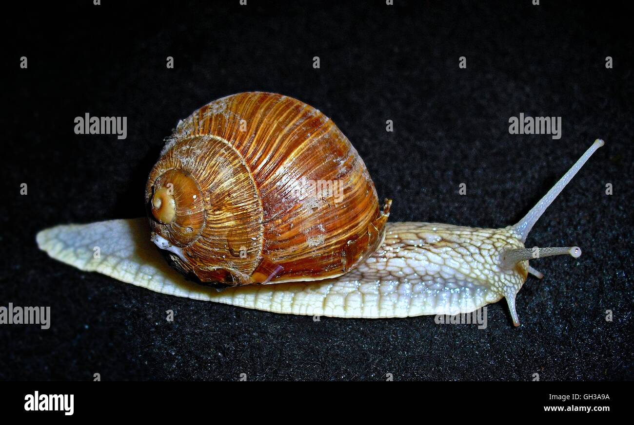 Escargots de lune Banque de photographies et d’images à haute ...