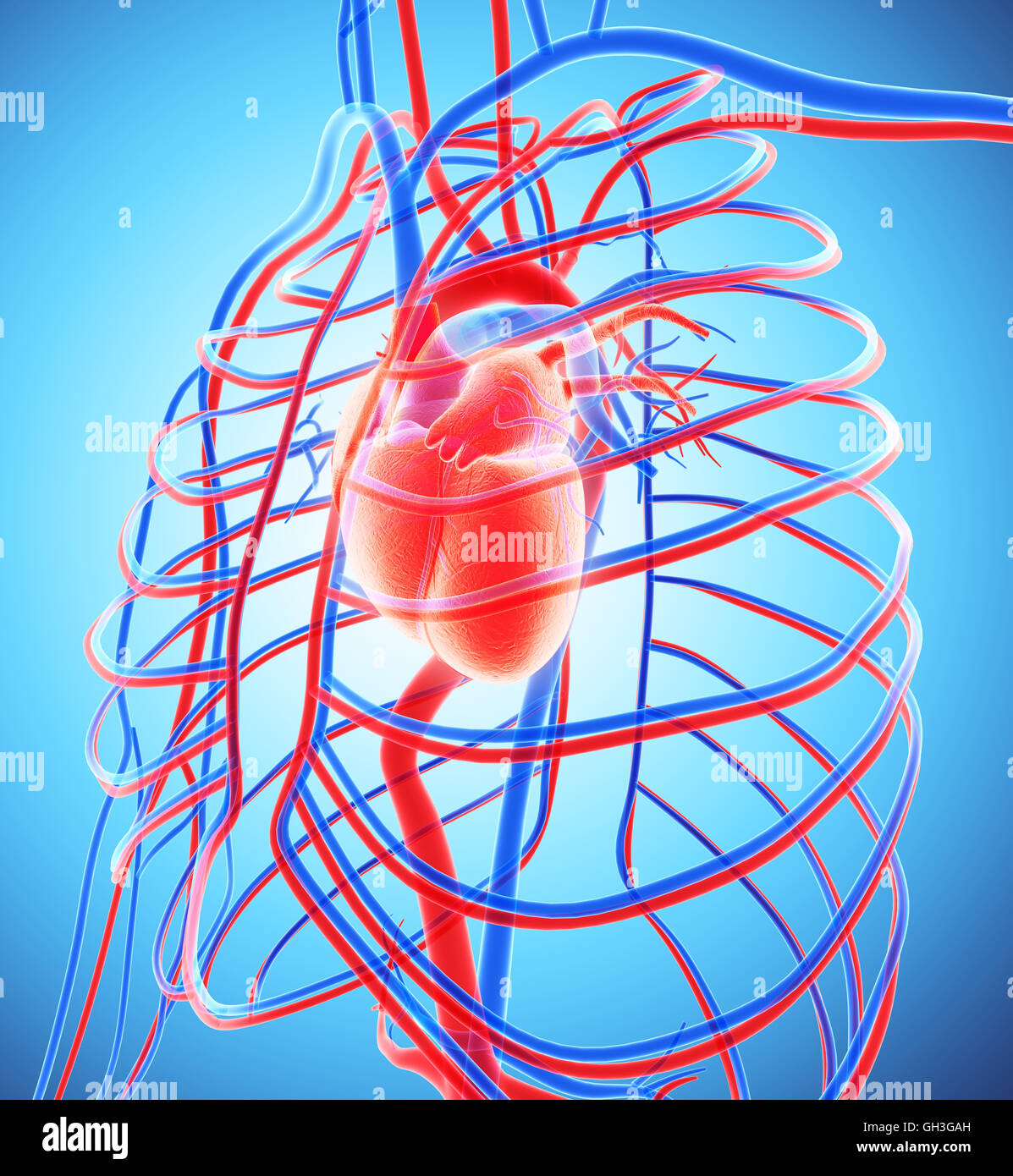 Système interne de l'appareil circulatoire - concept médical - 3D ...