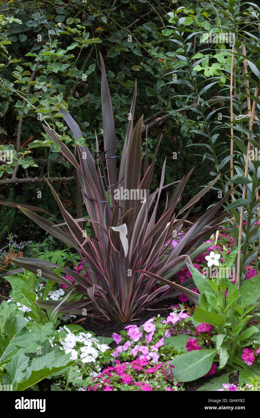 Phormium new zealand flax foliage Banque de photographies et d’images à ...