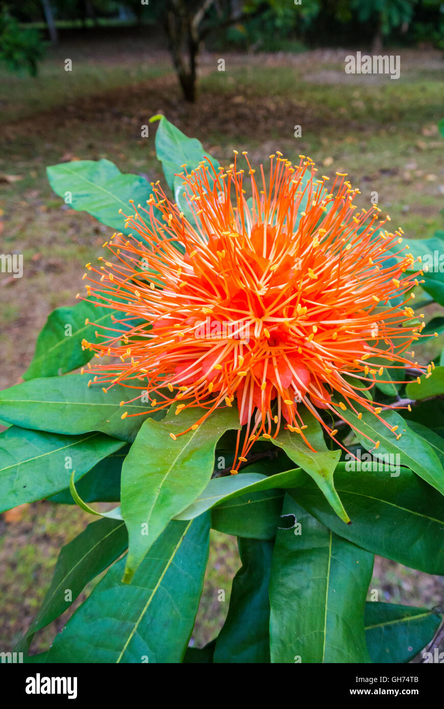 Rose costa Banque de photographies et d’images à haute résolution - Alamy