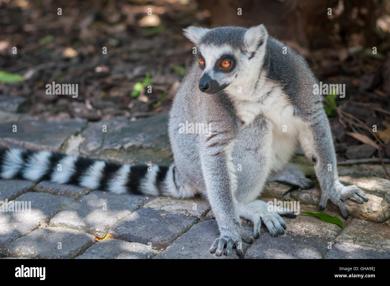 Portrait d'un lémurien gris avec une queue noire et blanche dans le ...