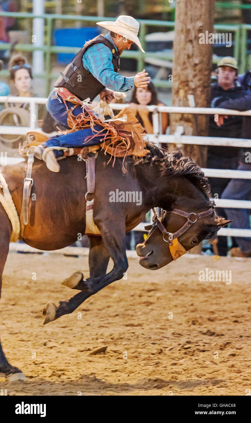 Rodeo Cowboy à cheval un cheval de selle, de la concurrence, la monte ...