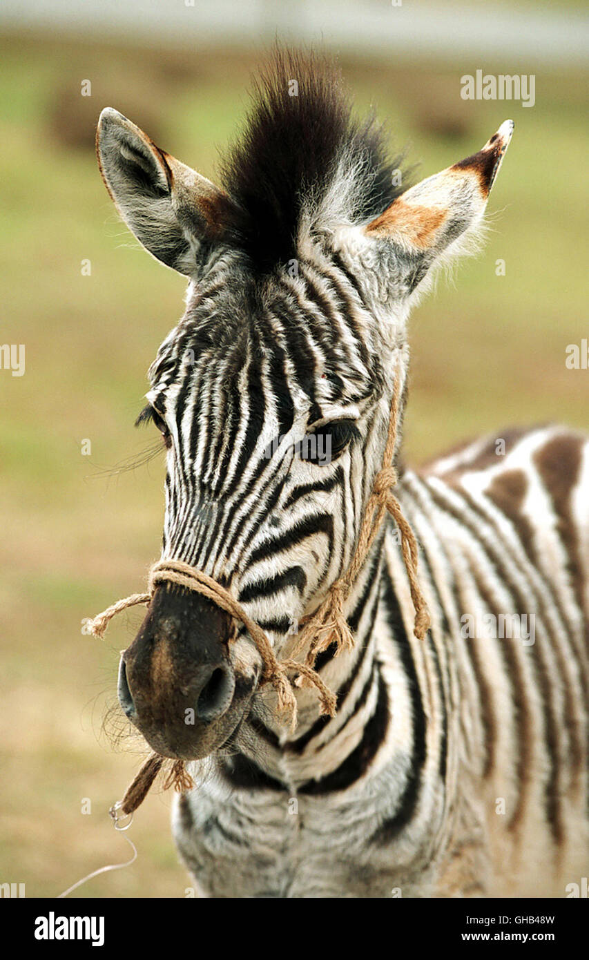 Zebra Racing Stripes