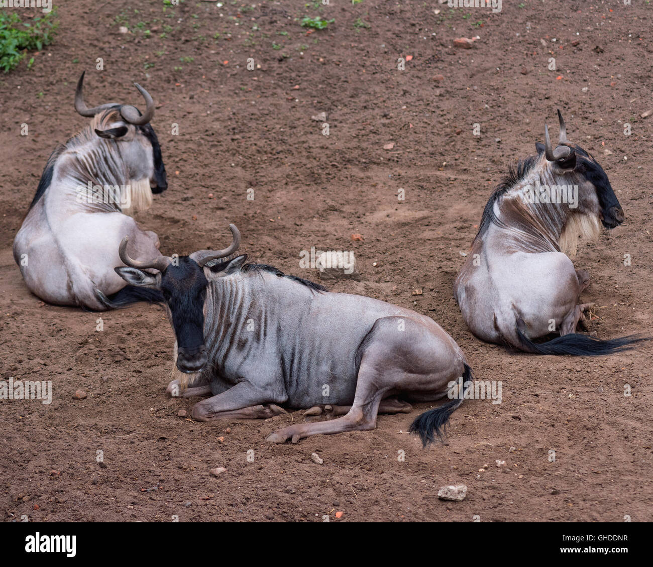 Gnou à barbe blanche Banque de photographies et d’images à haute résolution - Alamy