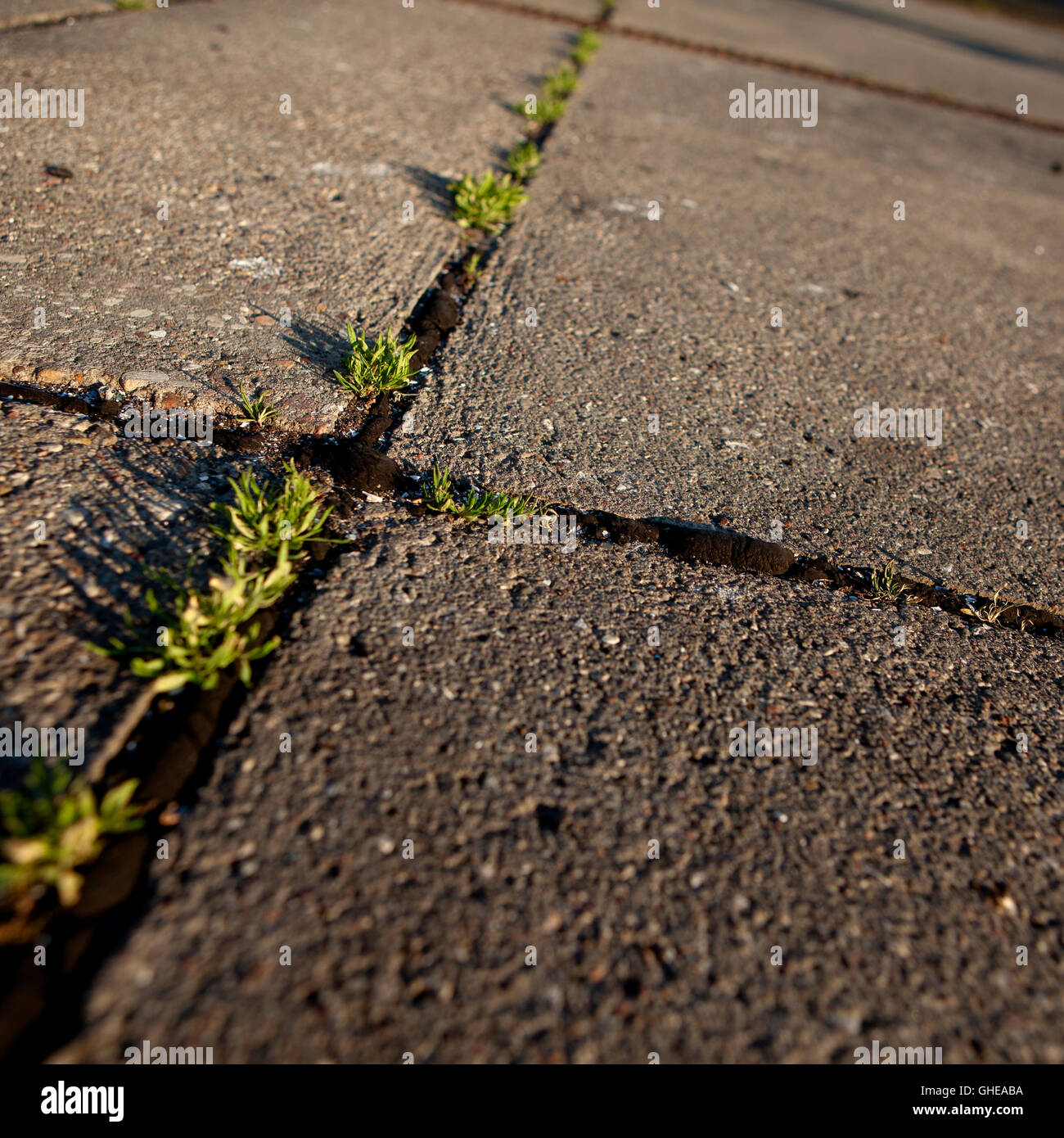 L'herbe pousse dans les fissures entre les tuiles de jardin Photo Stock ...