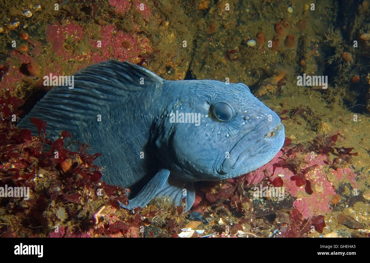 Sea catfish Banque de photographies et d’images à haute résolution - Alamy