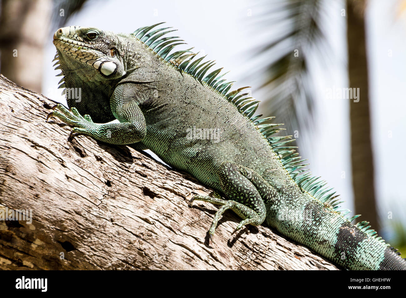 Iguane vert lézard, créature tropicales, randonnées palmier dans l'île ...
