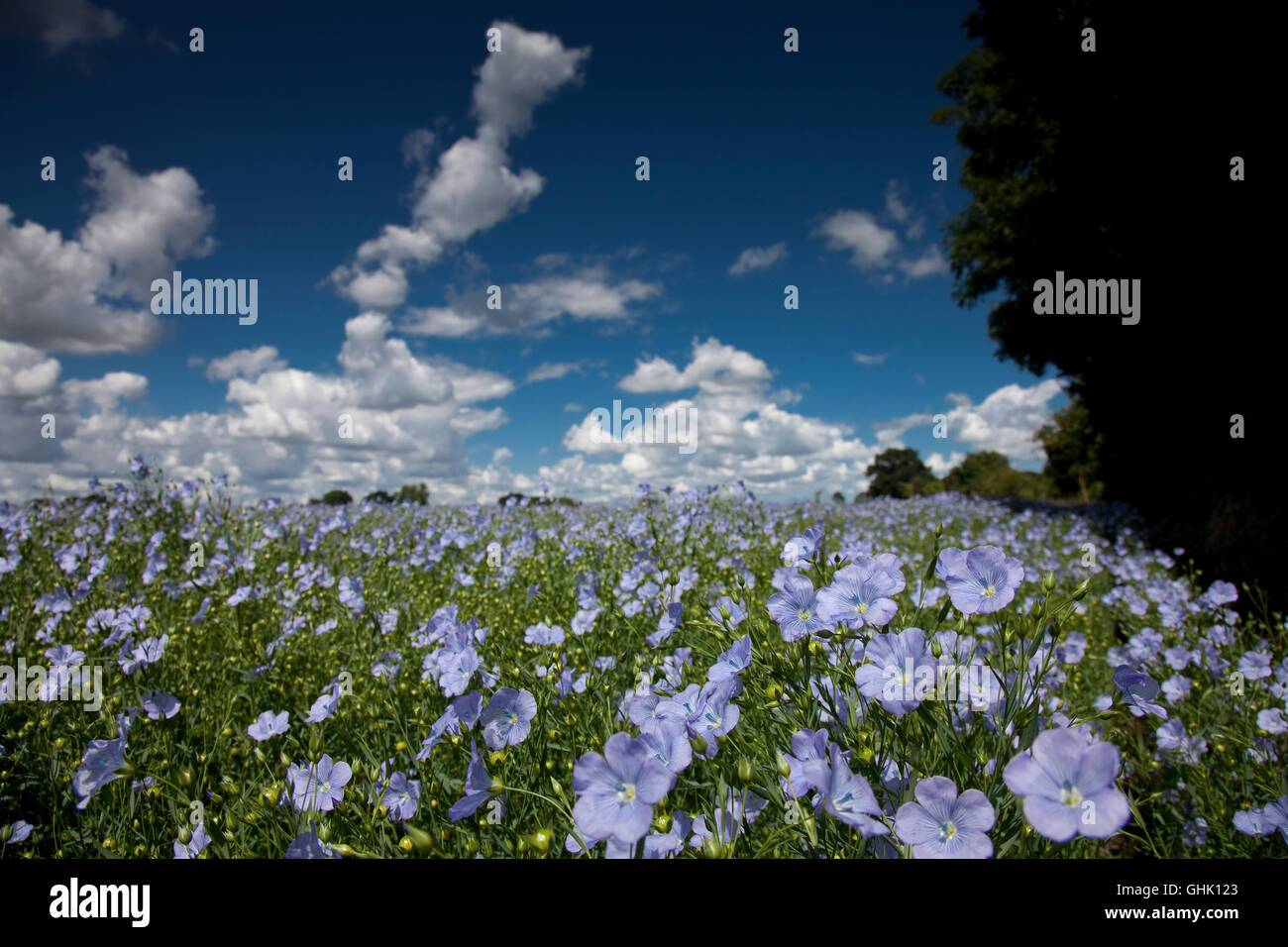 Champs de lin Banque de photographies et d’images à haute résolution ...