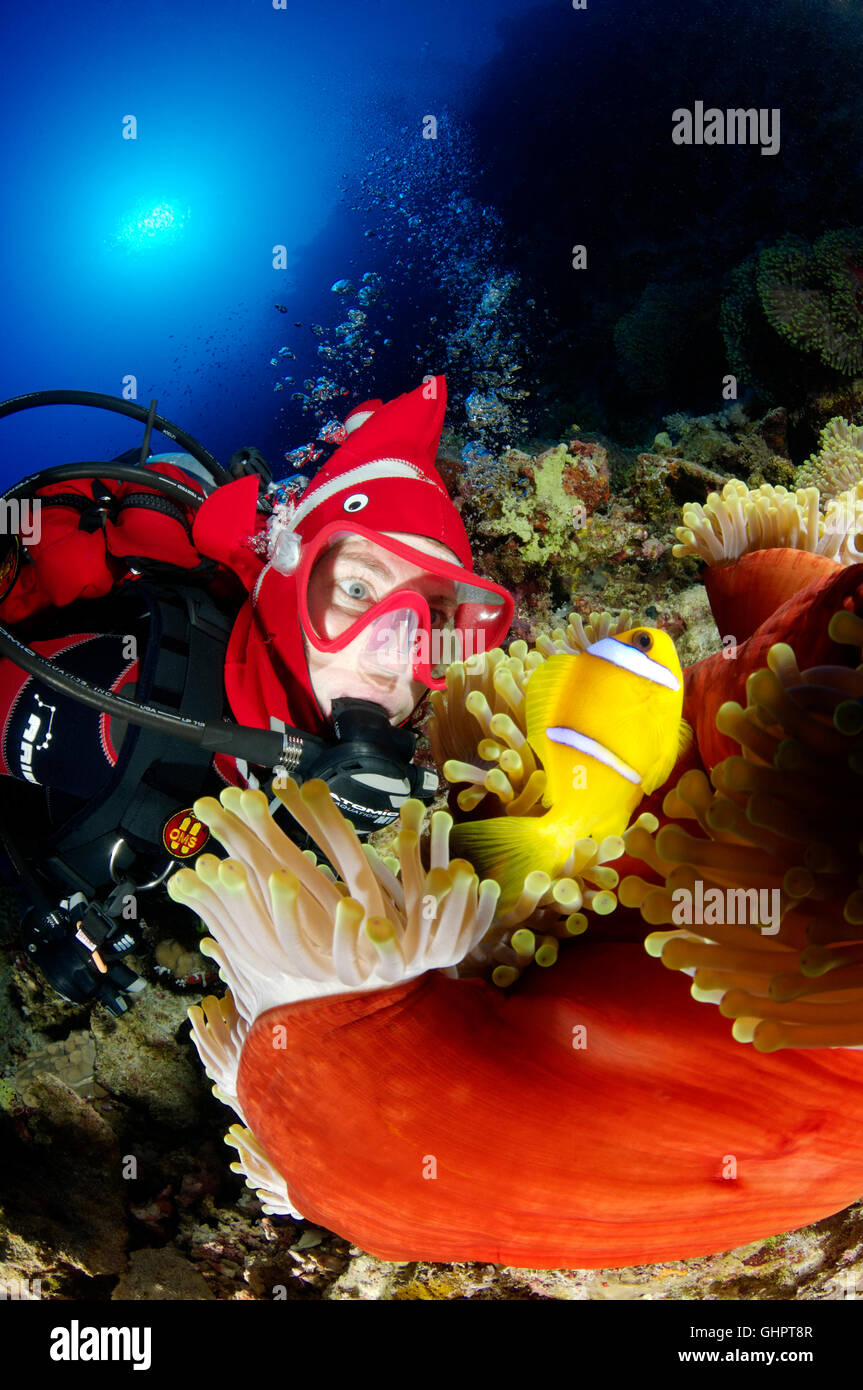 Amphiprion bicinctus Heteractis magnifica, Mer Rouge ou poisson clown à ...