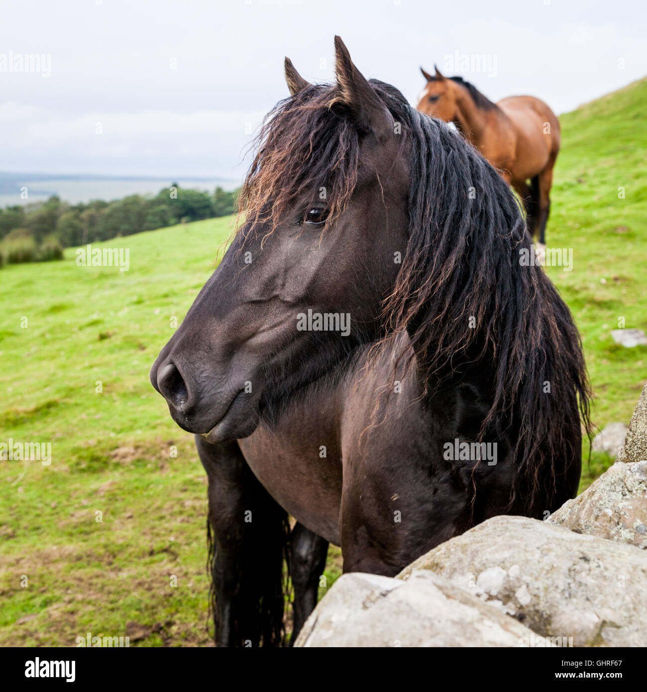 Cheval noir brillant Banque de photographies et d’images à haute ...