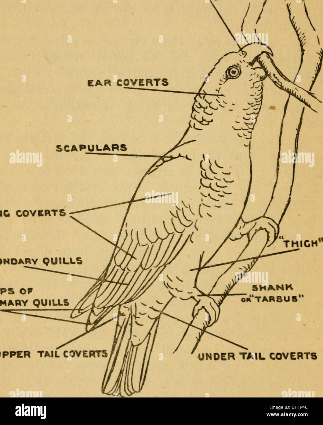 Classement des oiseaux Banque de photographies et d’images à haute ...