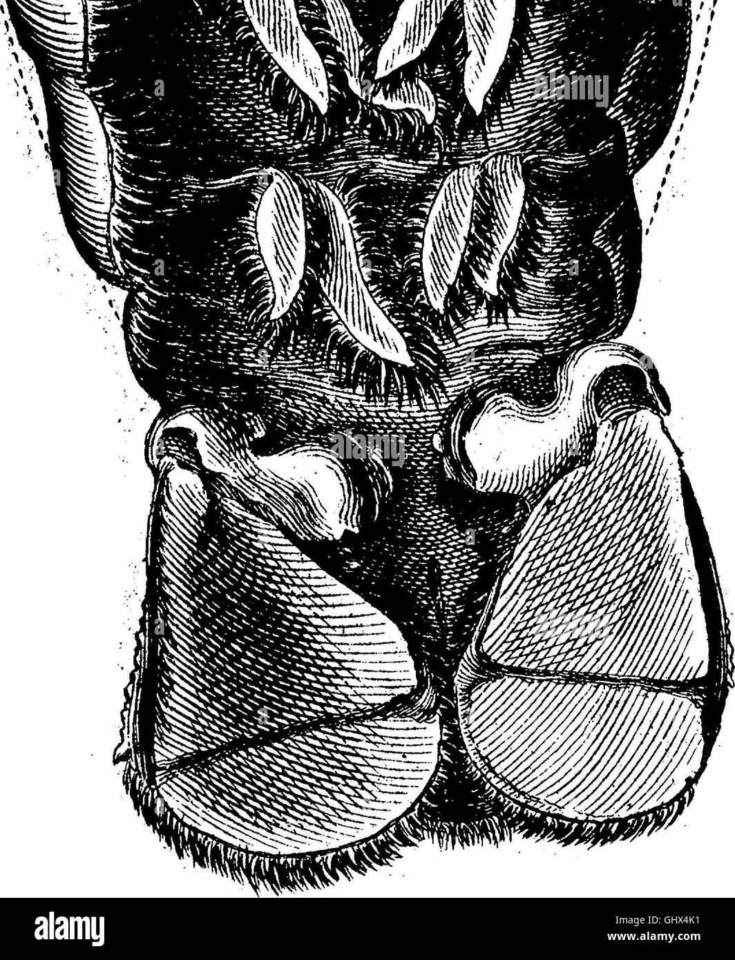 Hermaphrodite image Banque de photographies et d’images à haute ...