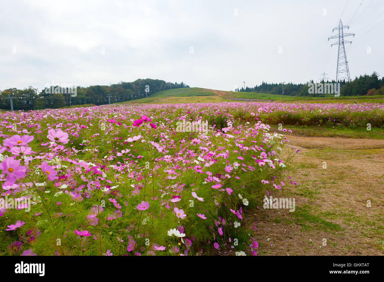 Cosmos plante Banque de photographies et d’images à haute résolution ...