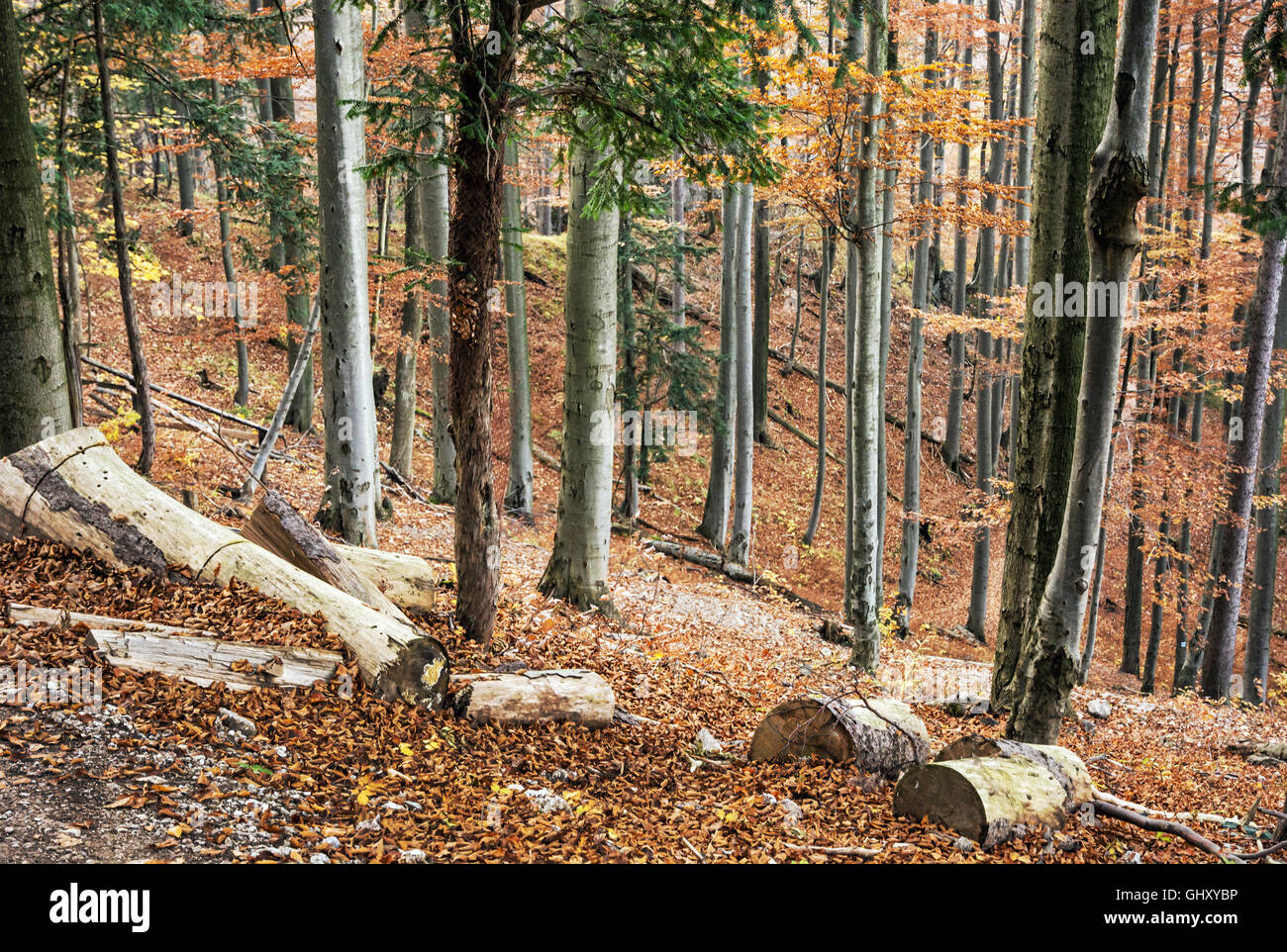 Les feuillus de la forêt de l'automne coloré. Paysages saisonniers ...