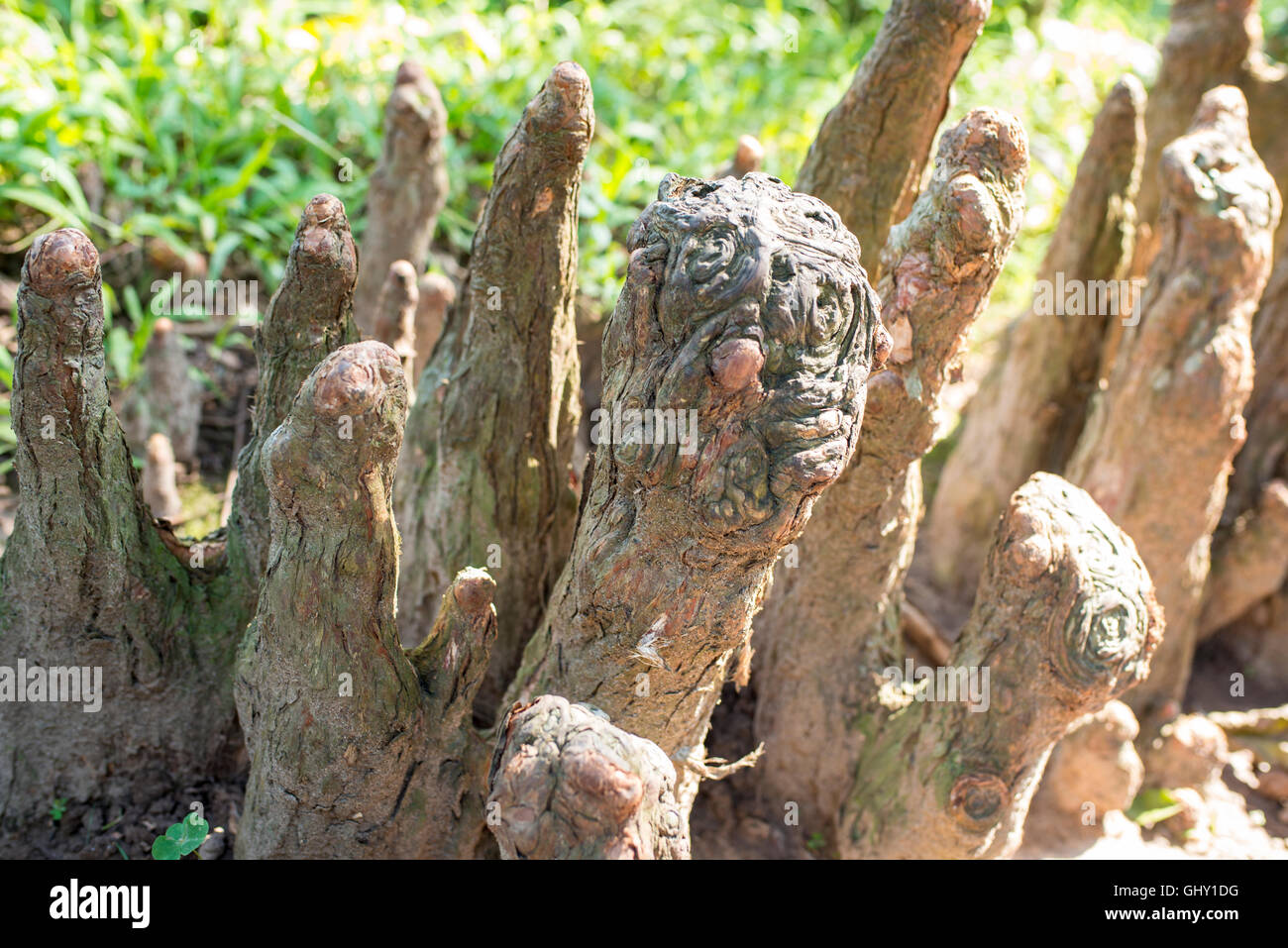 Racines de Cyprès à l'Oncle Ho, Hanoi l'étang Photo Stock - Alamy