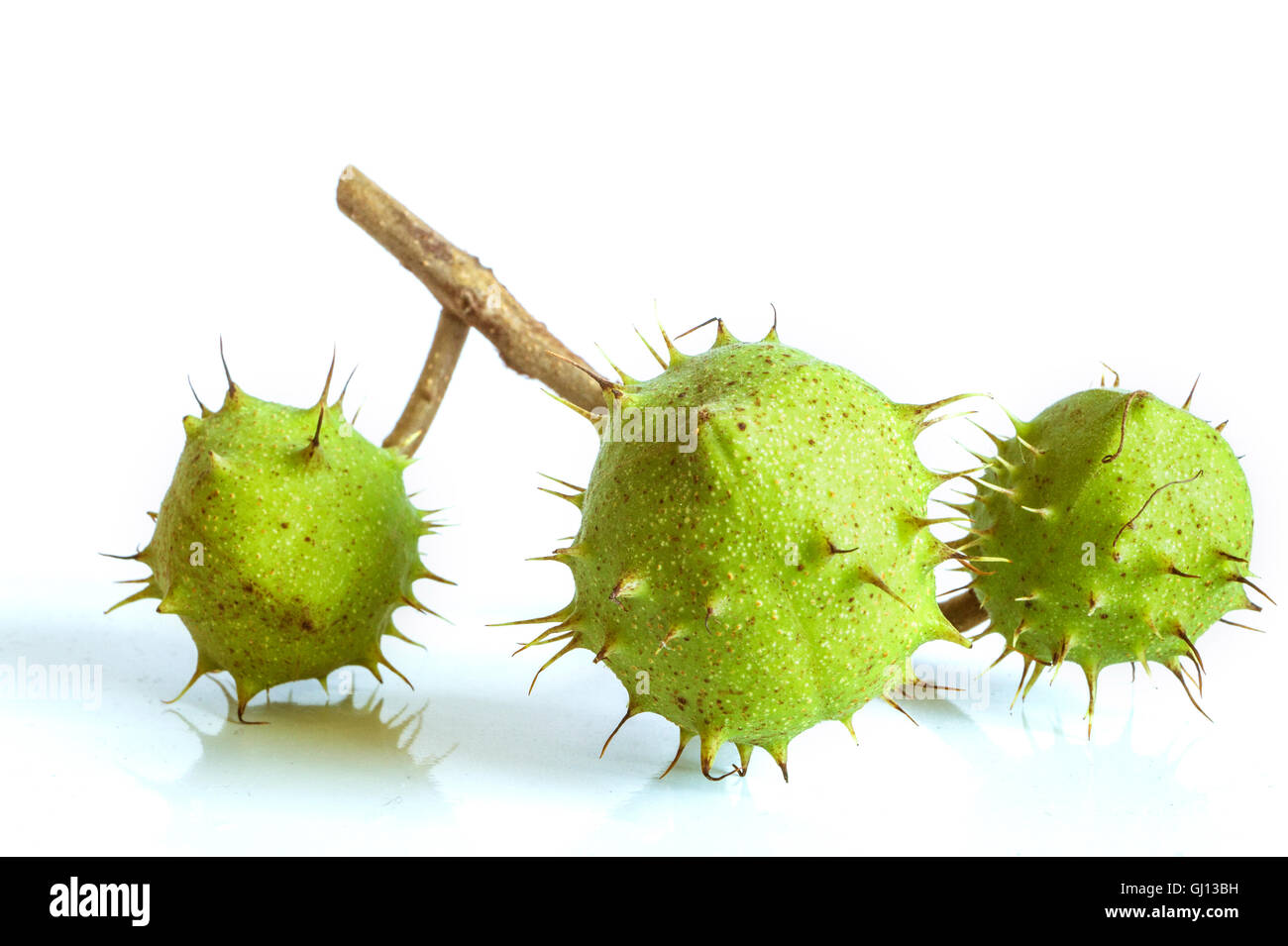 Châtaignes dans un peel sur fond blanc Photo Stock - Alamy