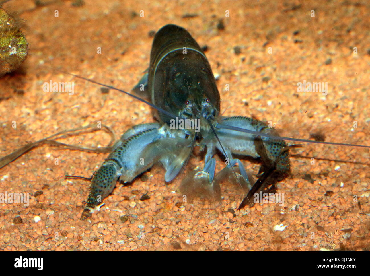 Giant African crevette Atya gabonensis ventilateur (), crevettes ...