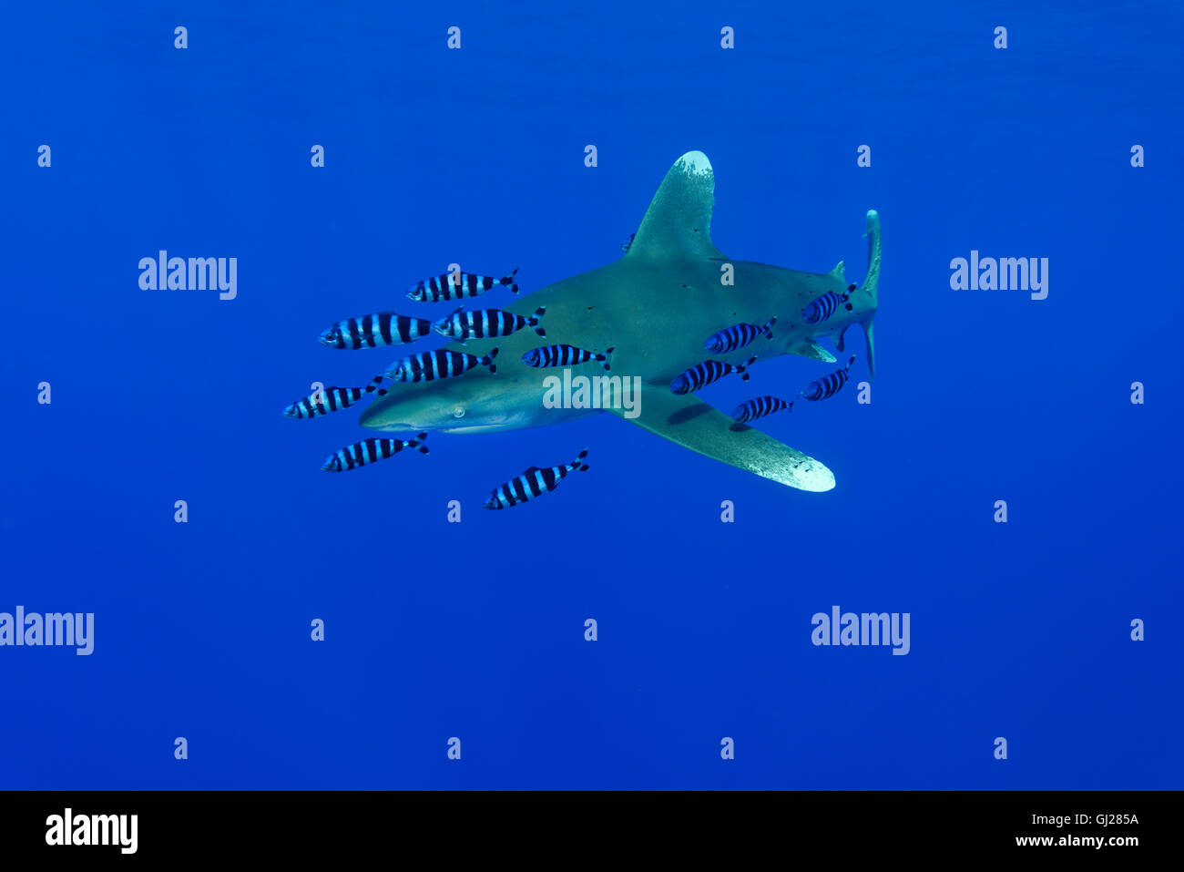 Carcharhinus maou Banque de photographies et d’images à haute ...