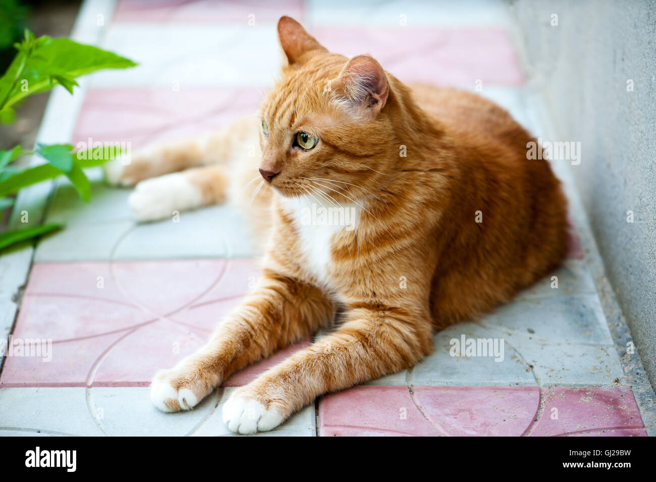 Race de couleur Banque de photographies et d’images à haute résolution ...